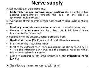 Nasal cavity & paranasal sinuses | PPTX | Ear, Nose and Throat ...
