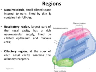 Nasal cavity & paranasal sinuses | PPTX | Ear, Nose and Throat ...