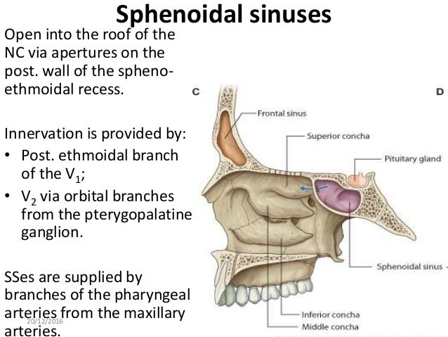 Nasal cavity & paranasal sinuses