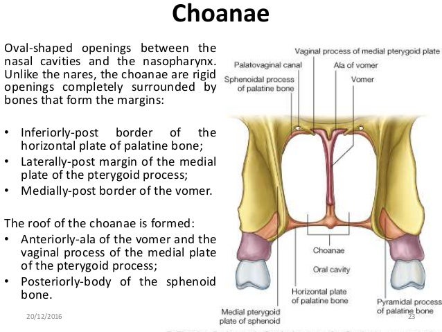 Nasal cavity & paranasal sinuses