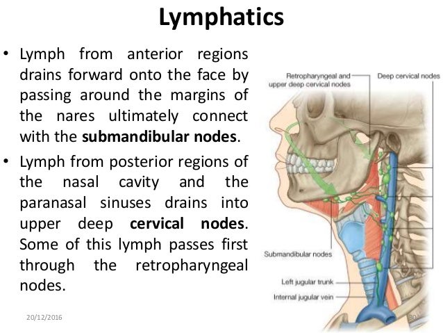 Nasal cavity & paranasal sinuses