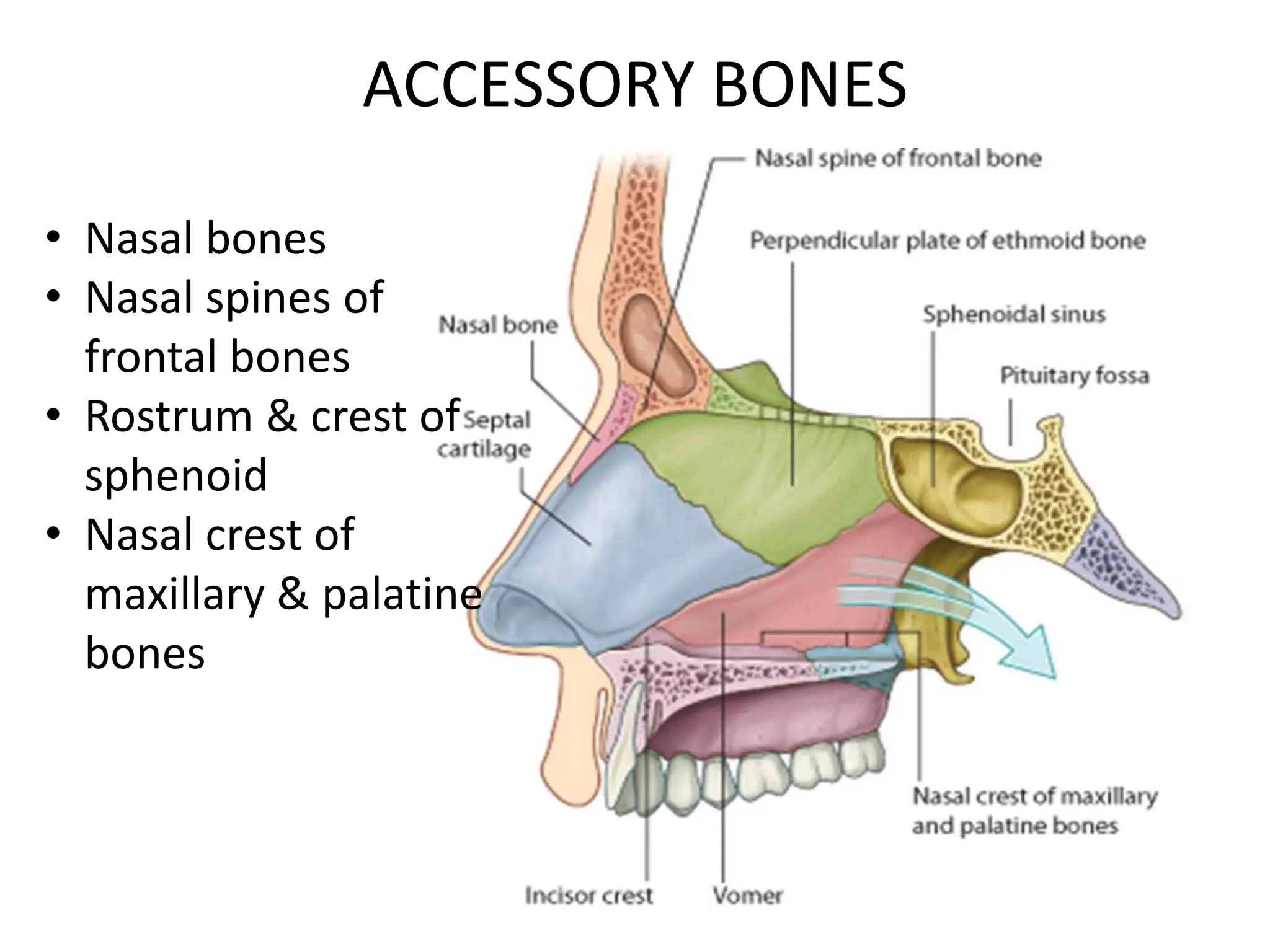 NASAL CAVITY & PNS paranasal air sinuses.pptx