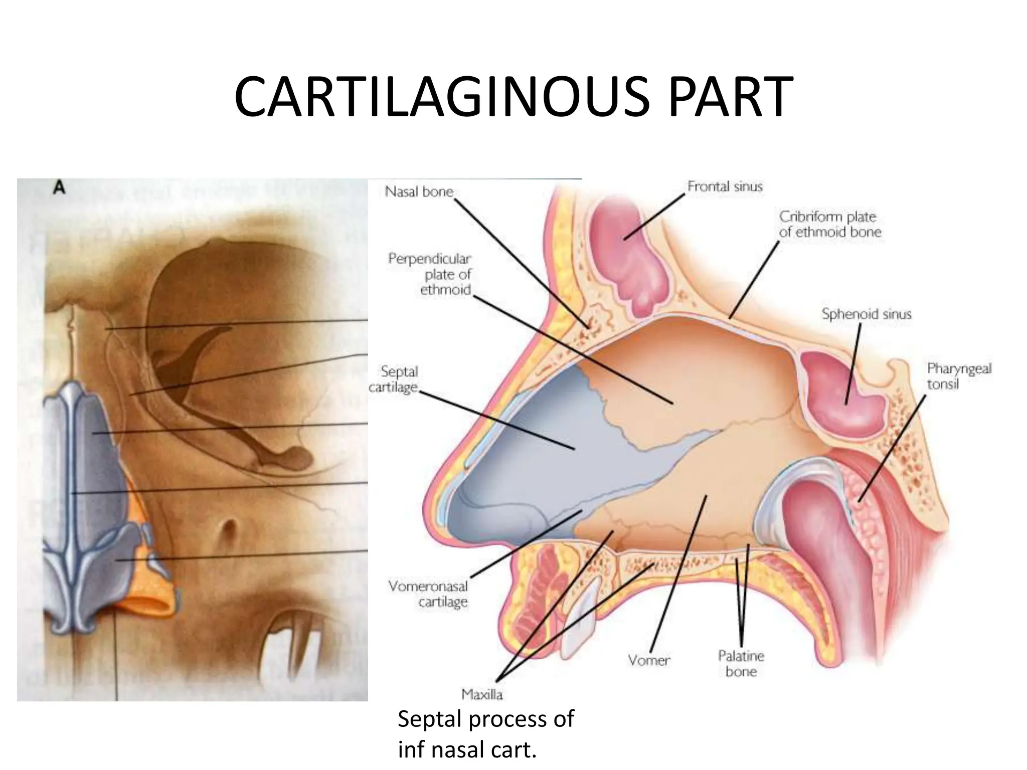 NASAL CAVITY & PNS paranasal air sinuses.pptx