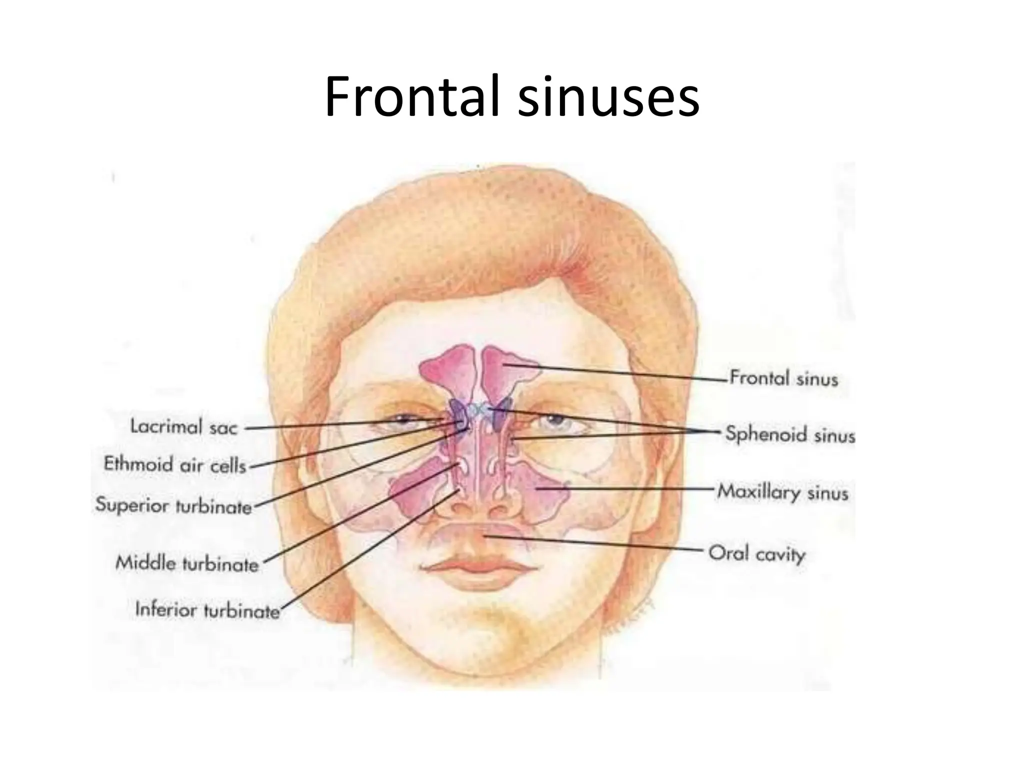 NASAL CAVITY & PNS paranasal air sinuses.pptx