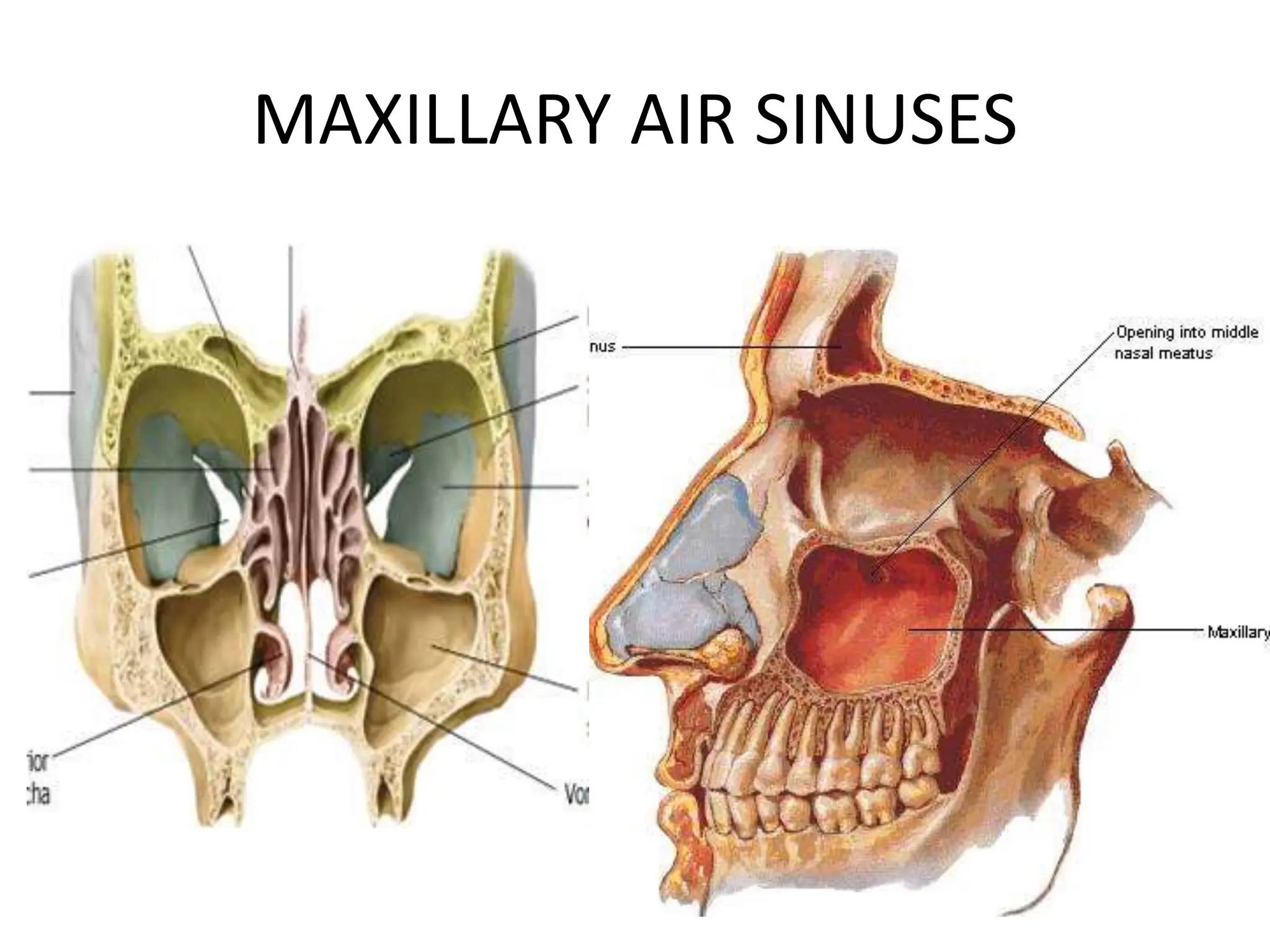 NASAL CAVITY & PNS paranasal air sinuses.pptx
