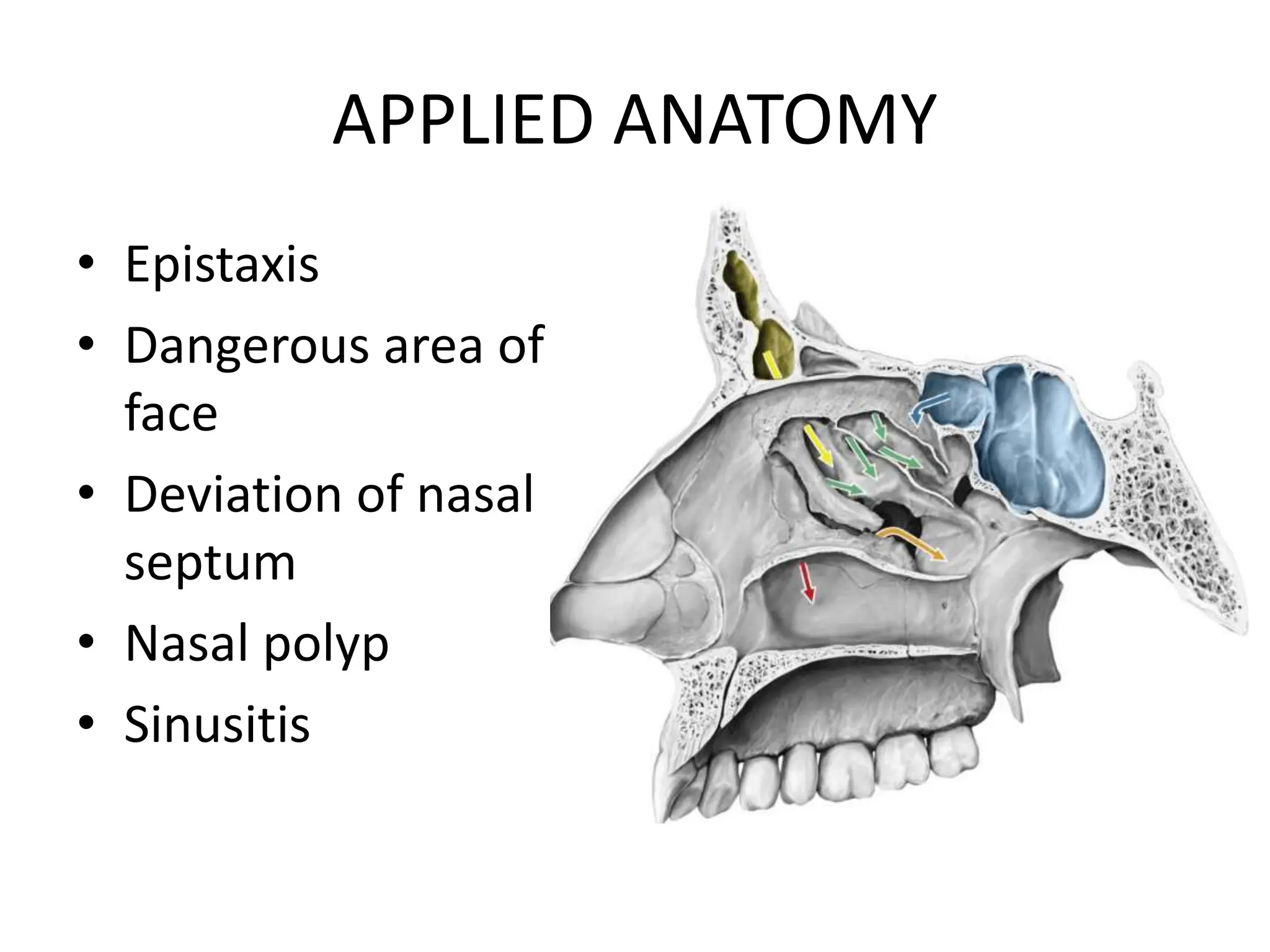 NASAL CAVITY & PNS paranasal air sinuses.pptx