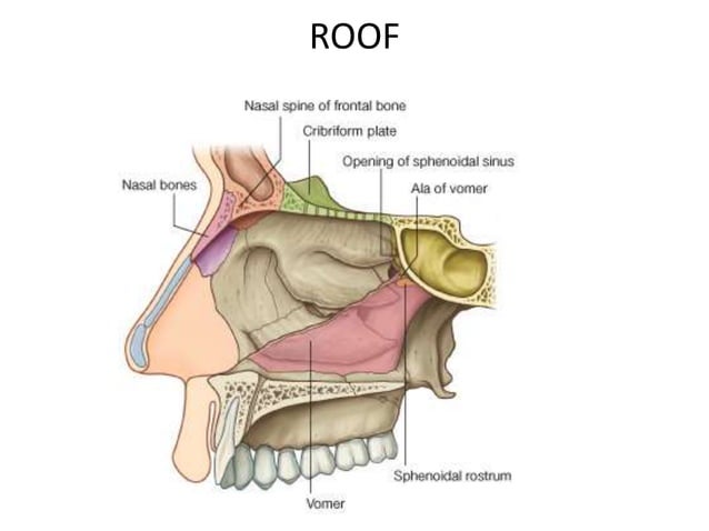 NASAL CAVITY & PNS paranasal air sinuses.pptx | Ear, Nose and Throat Conditions | Diseases and ...