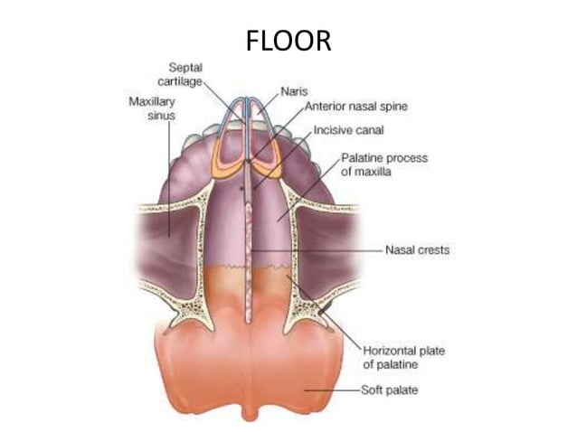 NASAL CAVITY & PNS paranasal air sinuses.pptx | Ear, Nose and Throat Conditions | Diseases and ...