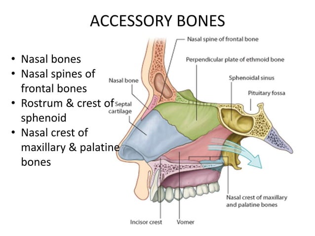 NASAL CAVITY & PNS paranasal air sinuses.pptx | Ear, Nose and Throat Conditions | Diseases and ...