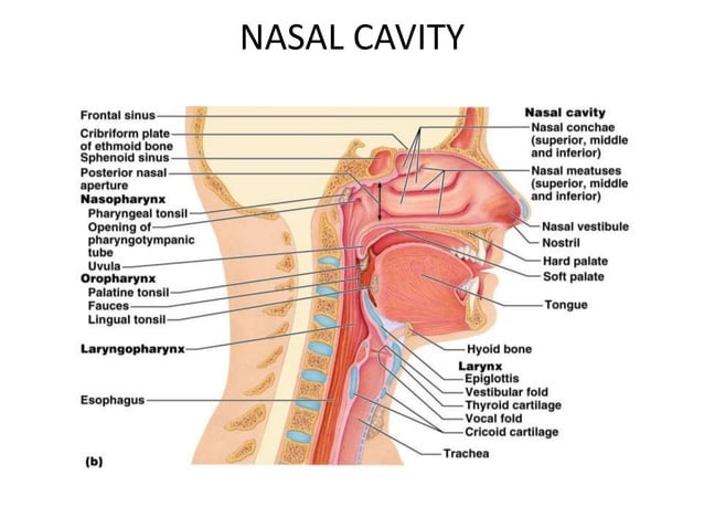 NASAL CAVITY & PNS paranasal air sinuses.pptx | Ear, Nose and Throat Conditions | Diseases and ...