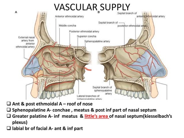 NASAL CAVITY & PNS paranasal air sinuses.pptx | Ear, Nose and Throat Conditions | Diseases and ...