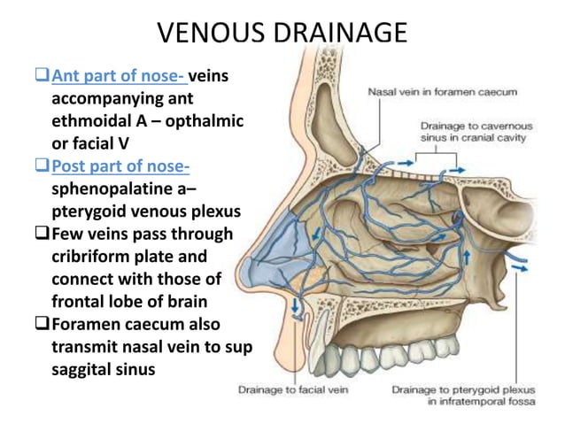 NASAL CAVITY & PNS paranasal air sinuses.pptx | Ear, Nose and Throat Conditions | Diseases and ...