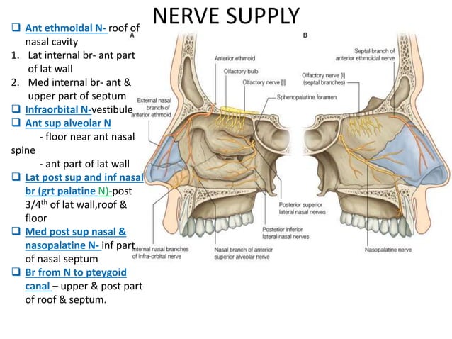 NASAL CAVITY & PNS paranasal air sinuses.pptx | Ear, Nose and Throat Conditions | Diseases and ...