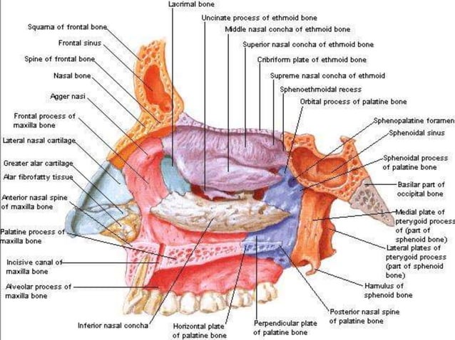 NASAL CAVITY & PNS paranasal air sinuses.pptx | Ear, Nose and Throat Conditions | Diseases and ...