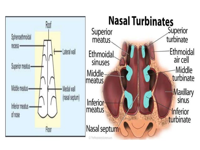 NASAL CAVITY & PNS paranasal air sinuses.pptx | Ear, Nose and Throat Conditions | Diseases and ...