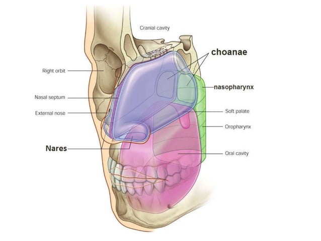 NASAL CAVITY & PNS paranasal air sinuses.pptx | Ear, Nose and Throat Conditions | Diseases and ...