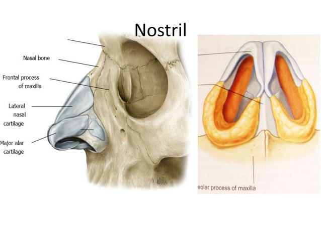 NASAL CAVITY & PNS paranasal air sinuses.pptx | Ear, Nose and Throat Conditions | Diseases and ...