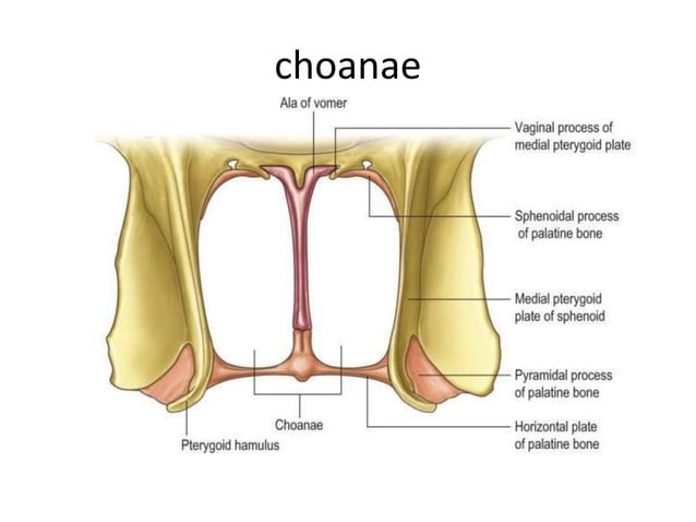NASAL CAVITY & PNS paranasal air sinuses.pptx | Ear, Nose and Throat Conditions | Diseases and ...