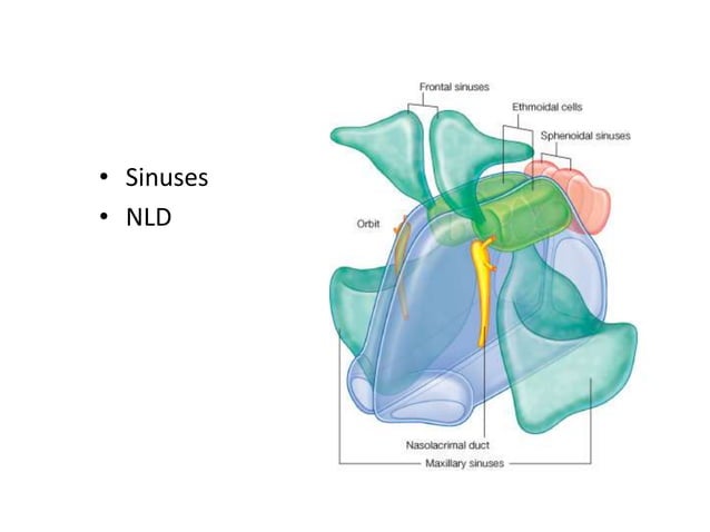 NASAL CAVITY & PNS paranasal air sinuses.pptx | Ear, Nose and Throat Conditions | Diseases and ...