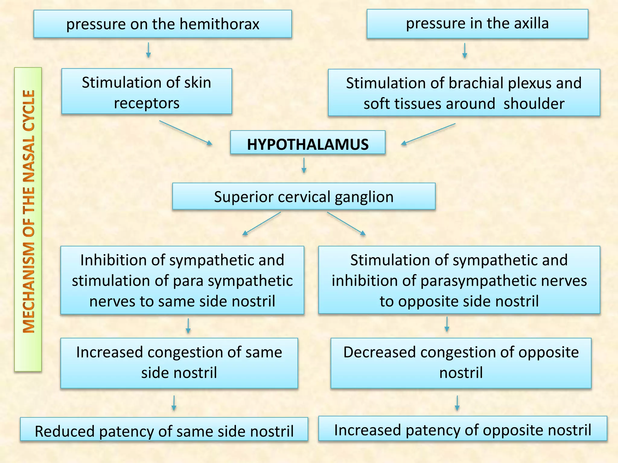 Nasal Cycle and its Therapeutic Applications: A Yogic Perspective | PPTX