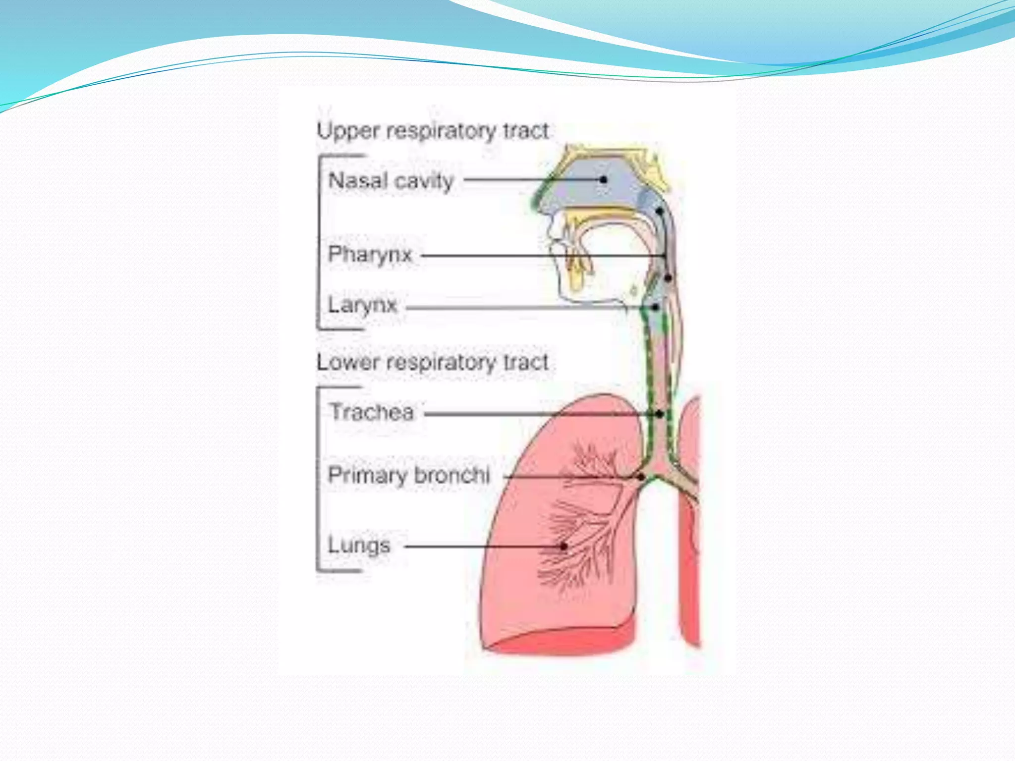 Nasal decongestants | PPTX