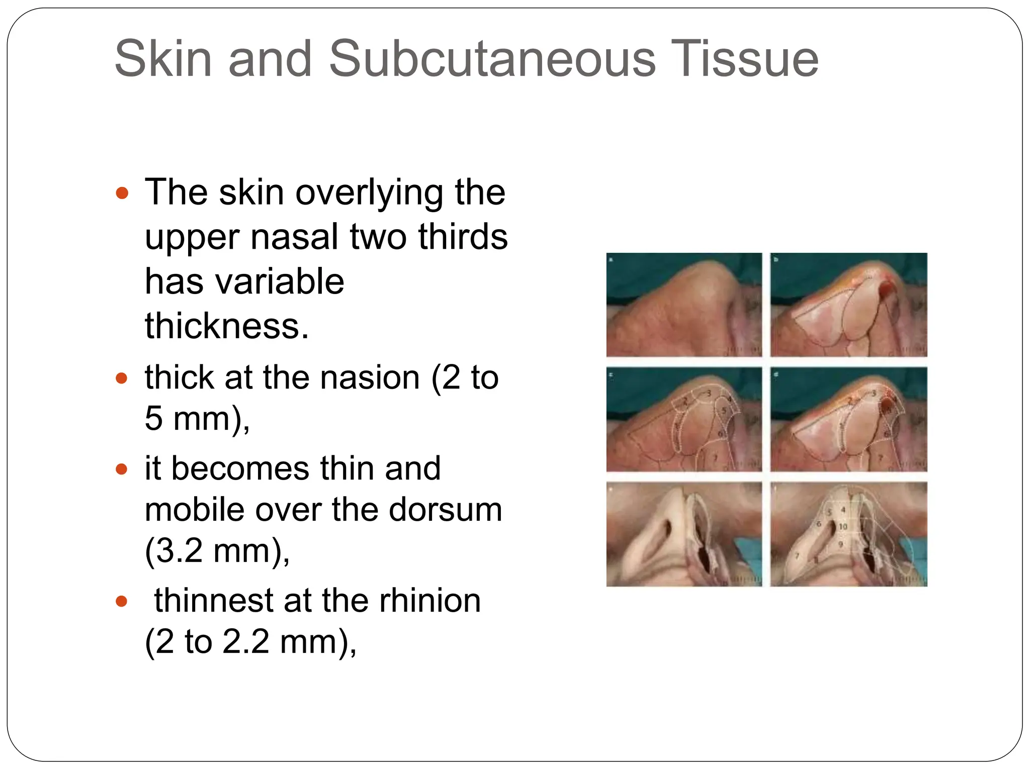 Nasal dorsum 2023.pptx