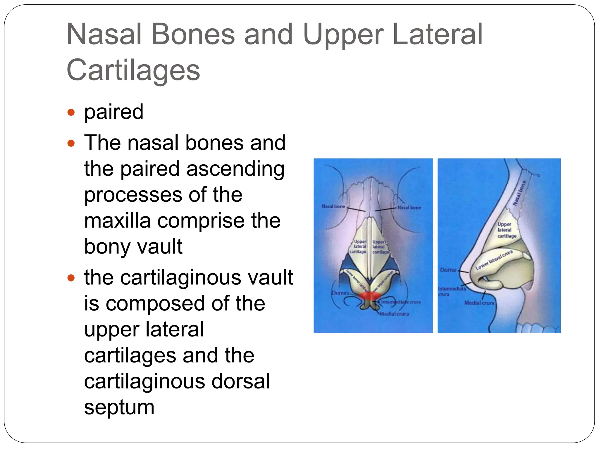 Nasal dorsum 2023.pptx