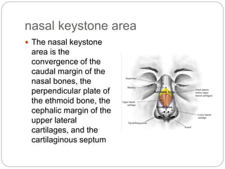 Nasal dorsum 2023.pptx