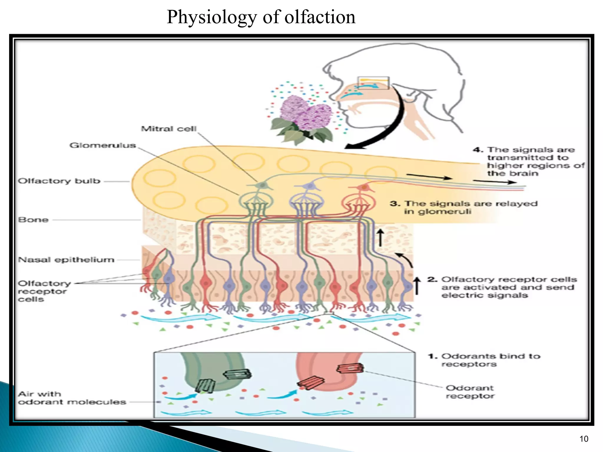 Nasal drug delivery system | PPT
