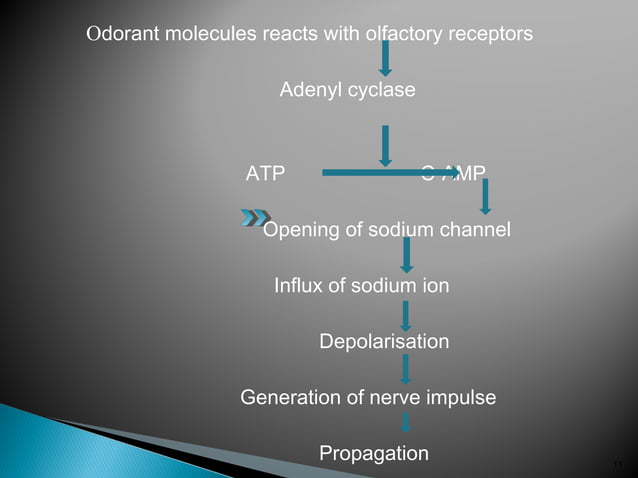 Nasal drug delivery system | PPT
