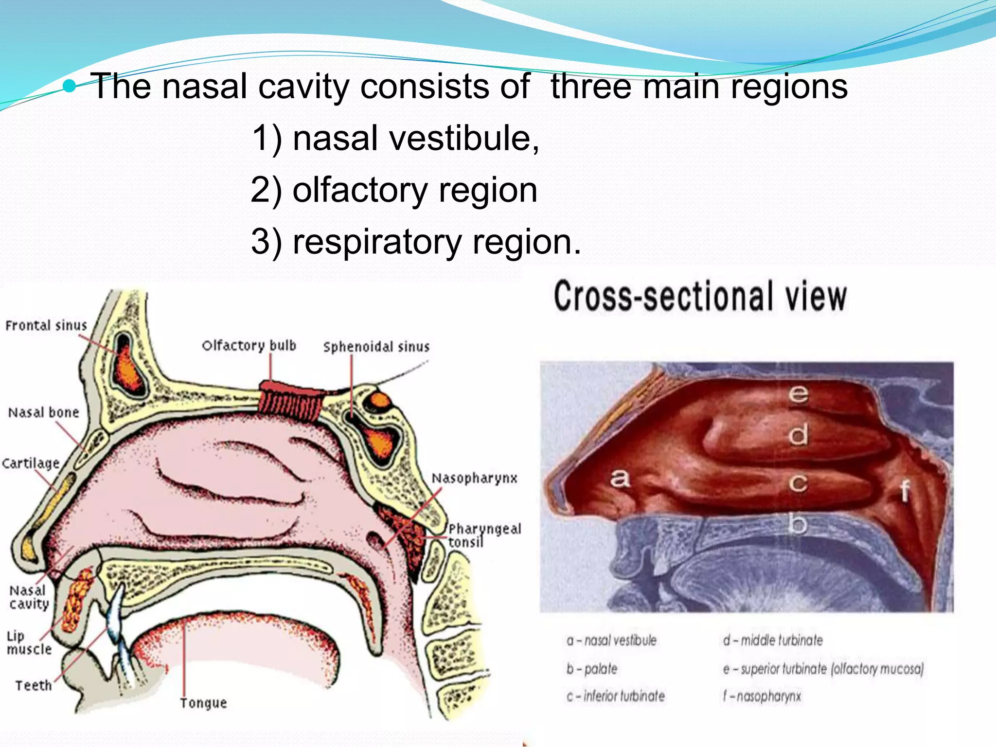 Nasal drug delivery system | PPTX