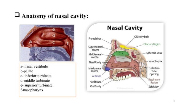 Nasal formulations -anatomy physiology barriers mechanism and factors.pptx