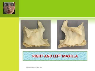 Nasal morphology /certified fixed orthodontic courses by Indian dental ...