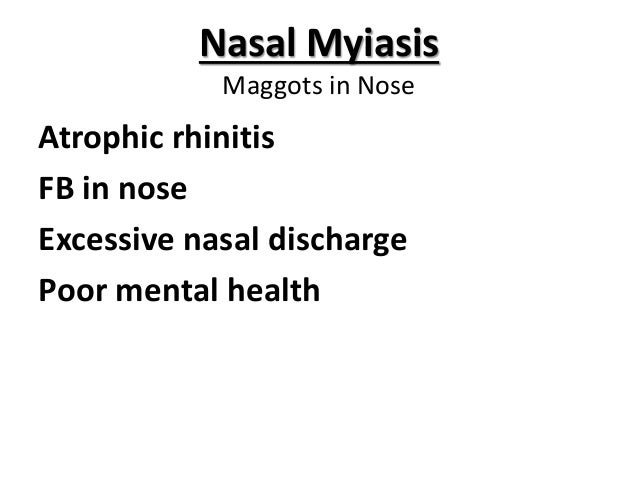 Nasopharyngeal Myiasis Maggots In Nose Nasal Myiasis