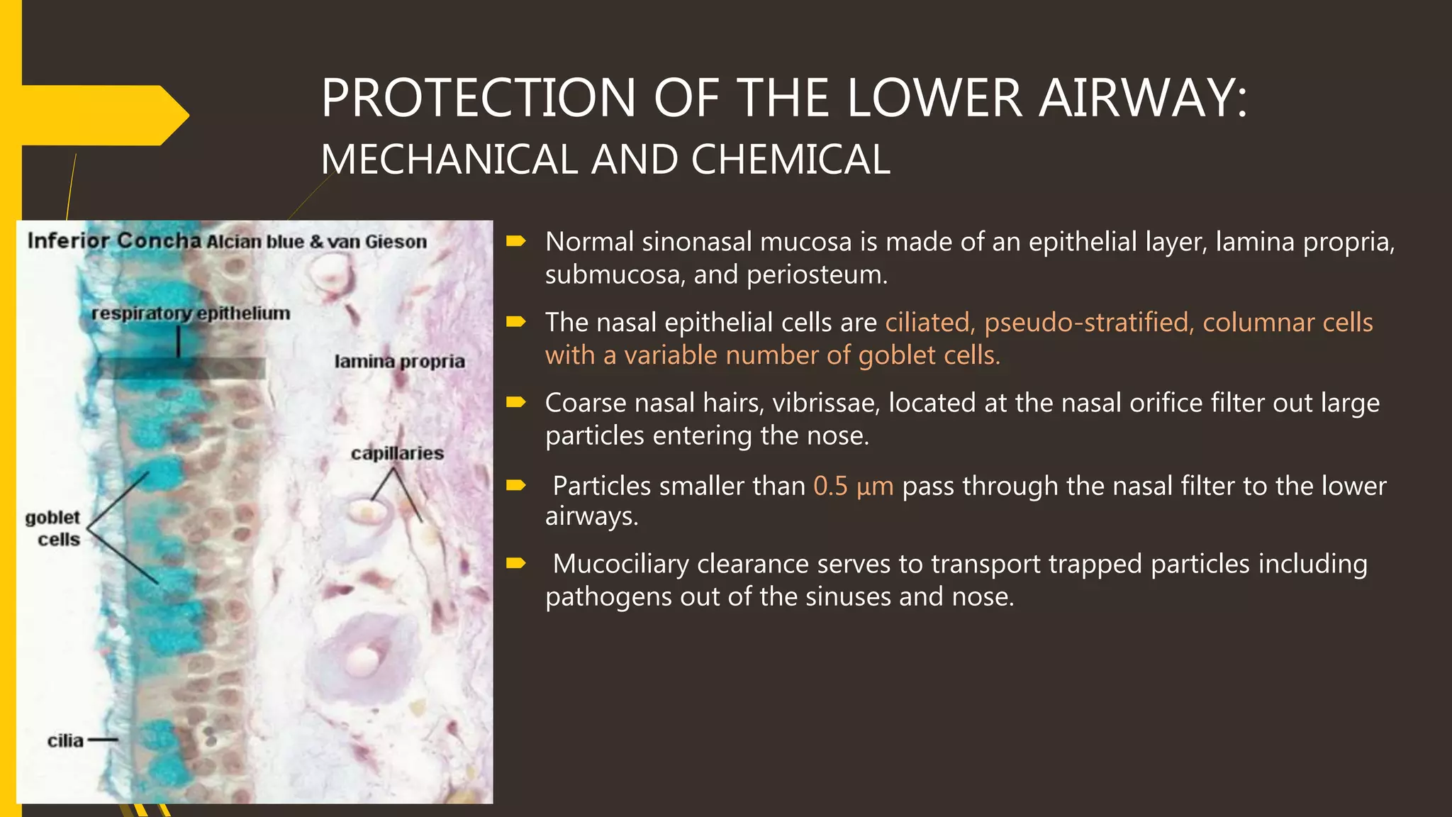Nasal & paranasal sinus physiology beba | PPTX