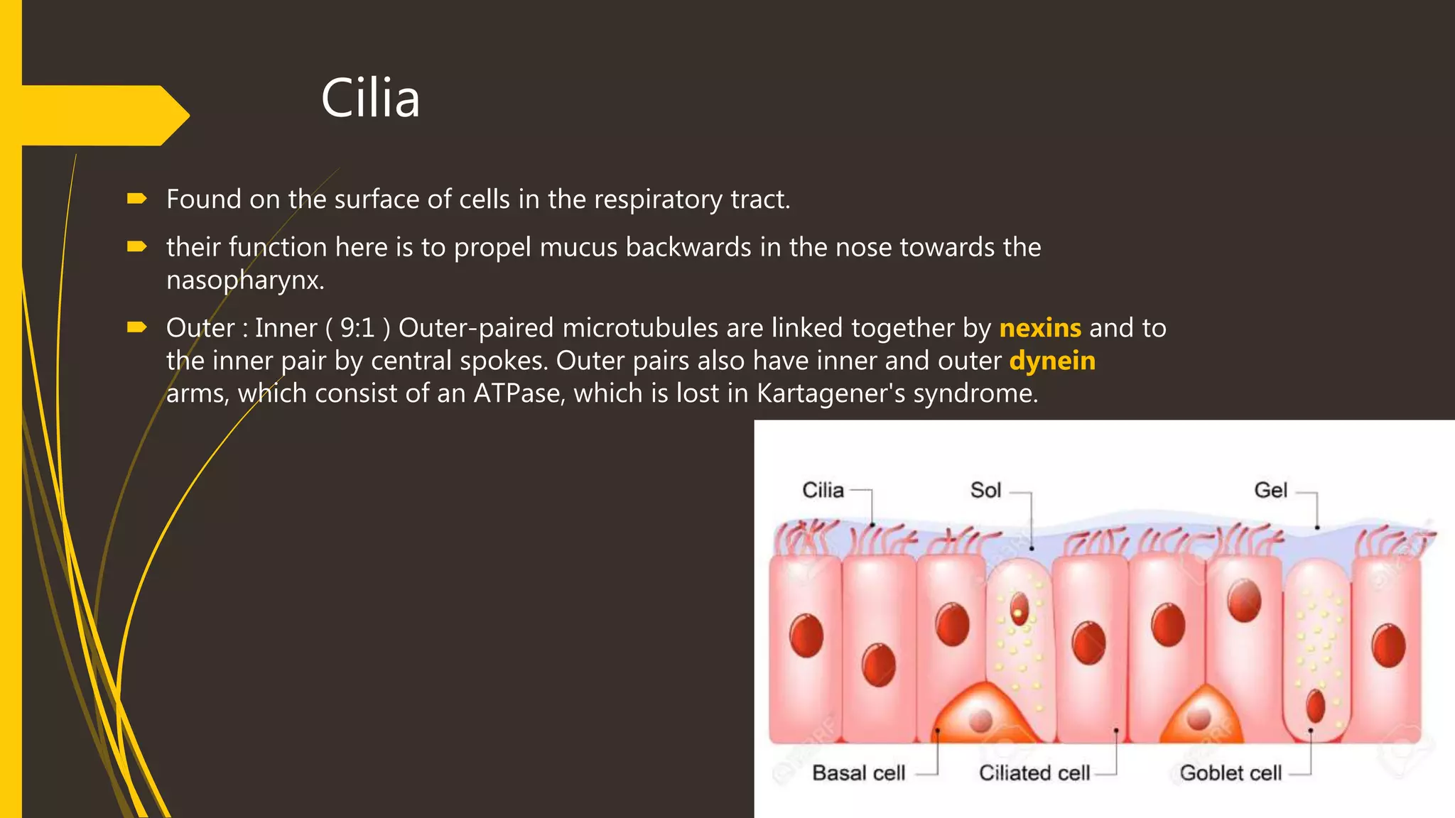 Nasal & paranasal sinus physiology beba | PPTX