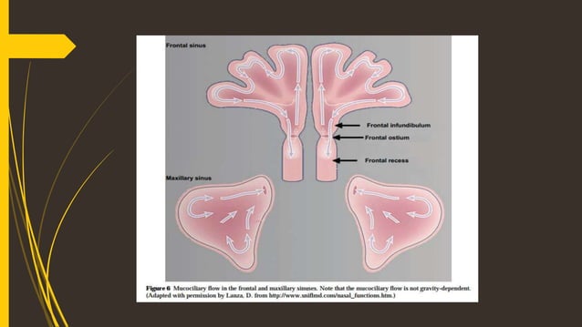 Nasal & paranasal sinus physiology beba | PPTX | Ear, Nose and Throat ...