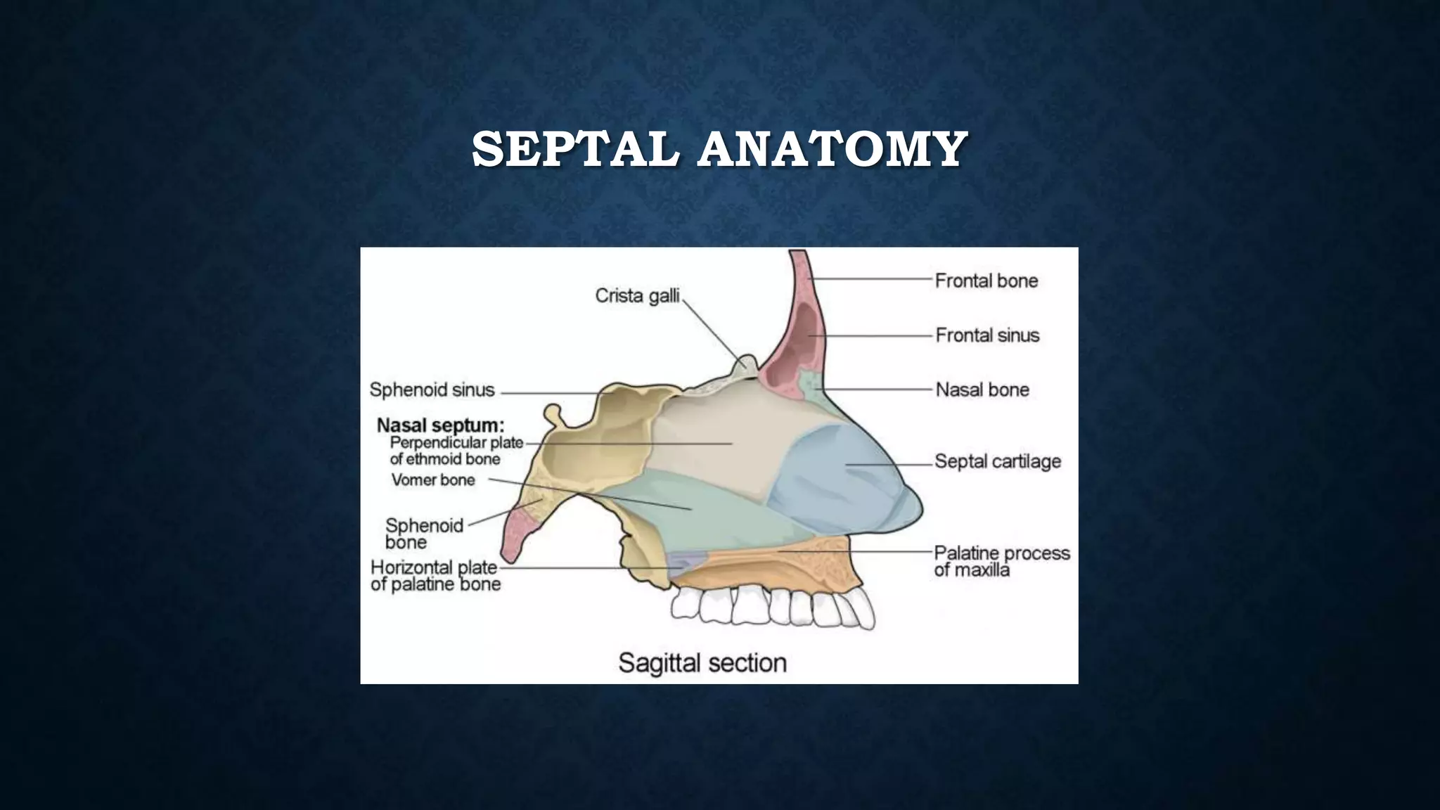 Nasal septal anatomy and septoplasty | PPTX