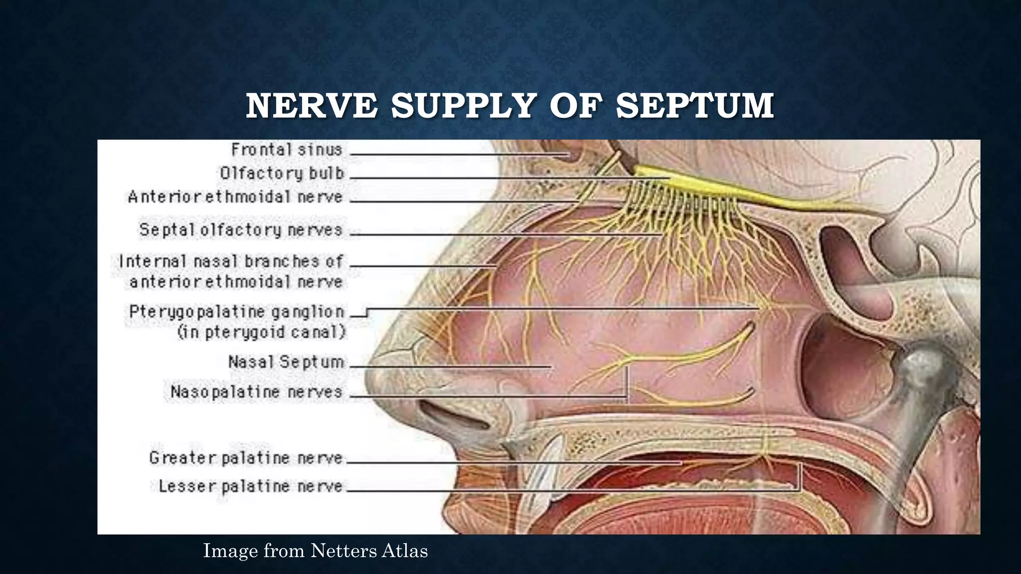 Nasal septal anatomy and septoplasty | PPTX