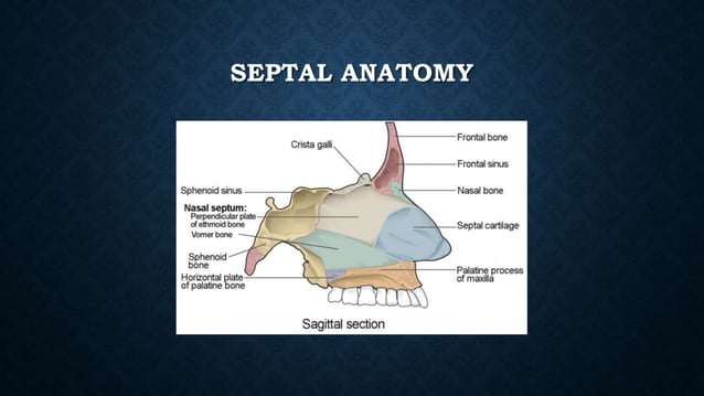 Nasal septal anatomy and septoplasty | PPTX | Ear, Nose and Throat ...