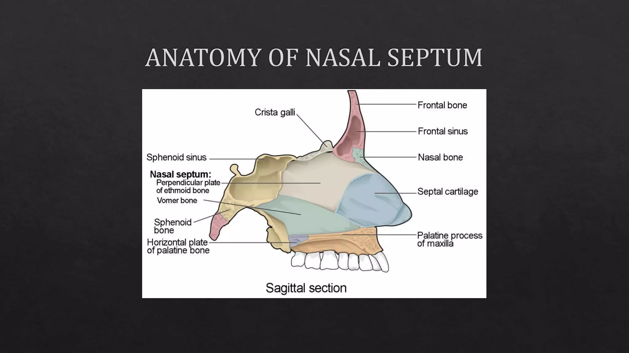 Nasal septal fractures | PPT