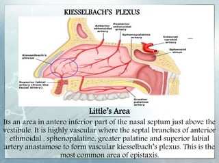 Nasal septum | PPT