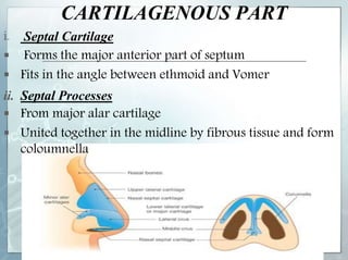 Nasal septum | PPT