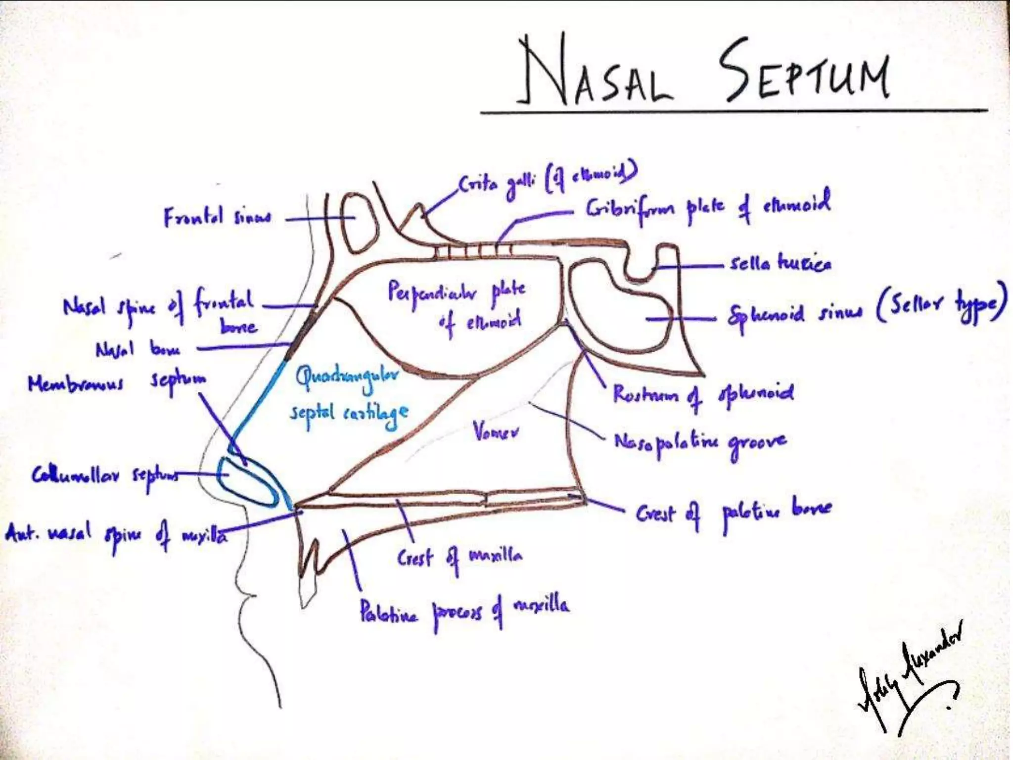 Nasal septum diagram | PPTX