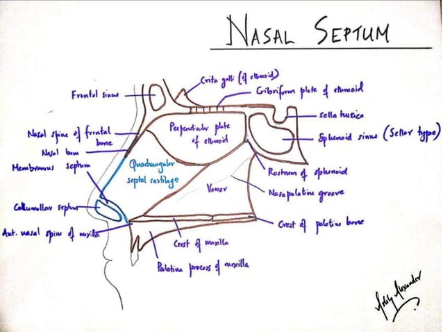 Nasal septum diagram | PPTX