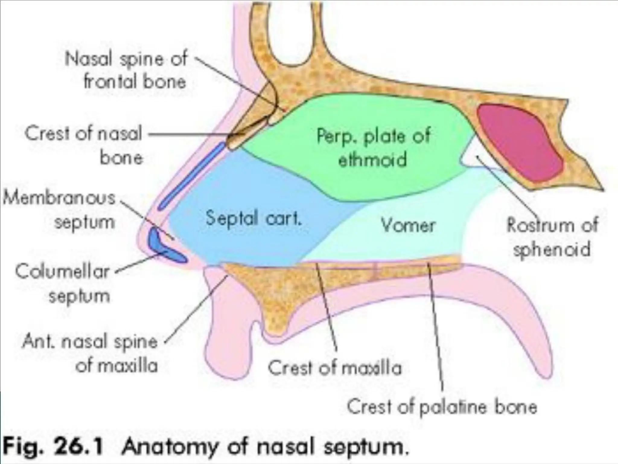 2 Nasal Septum Anatomy, DNS, Surgery by RA Ritesh.pptx