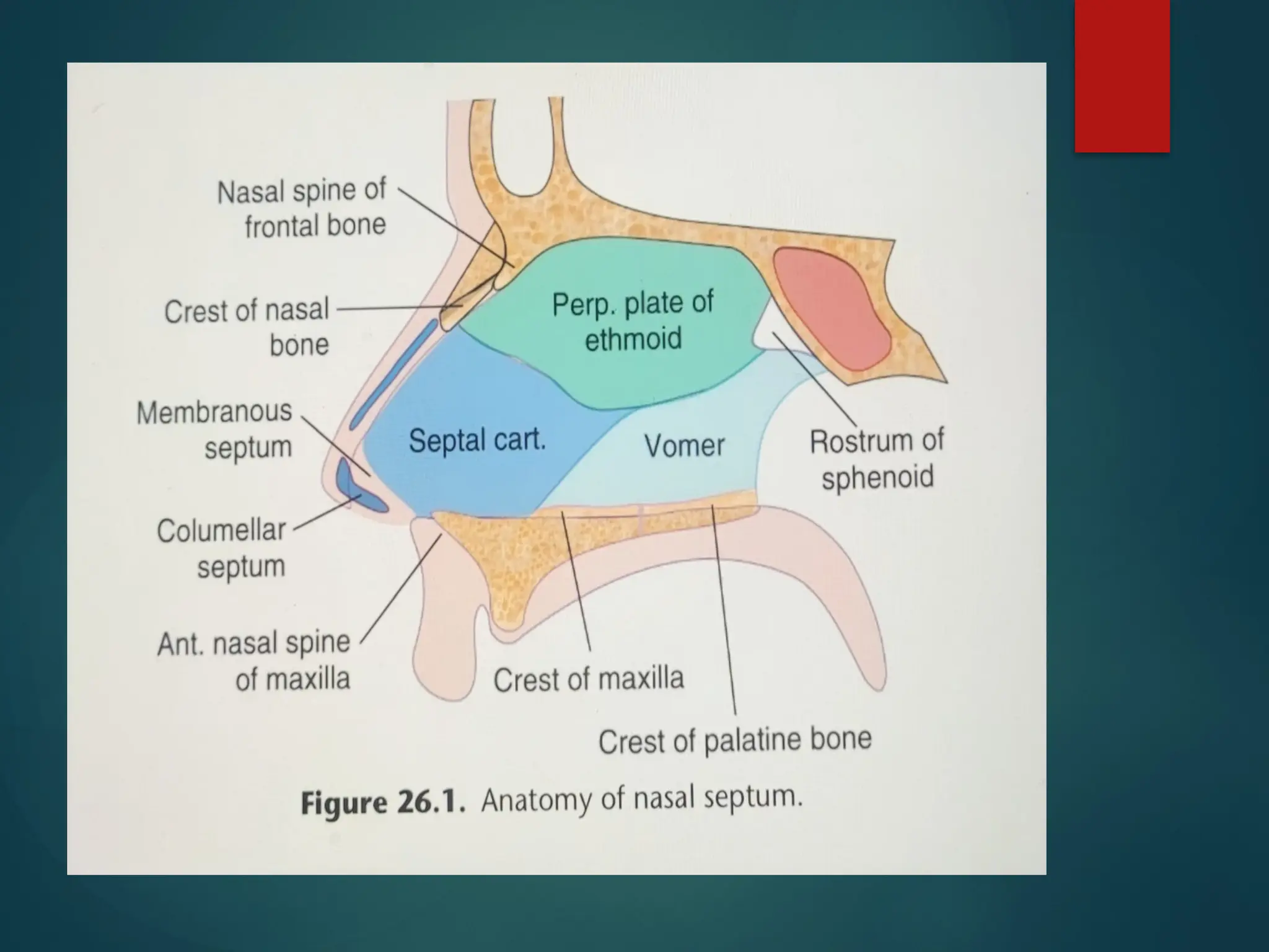 Nose and Nasal Septum and its diseases.pptx