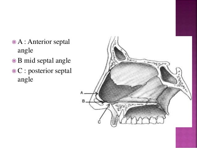 Nasal septum and its diseases[1]