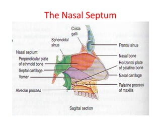 Nasal Septum Bones