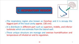 Nasal to brain | PPTX | Ear, Nose and Throat Conditions | Diseases and ...